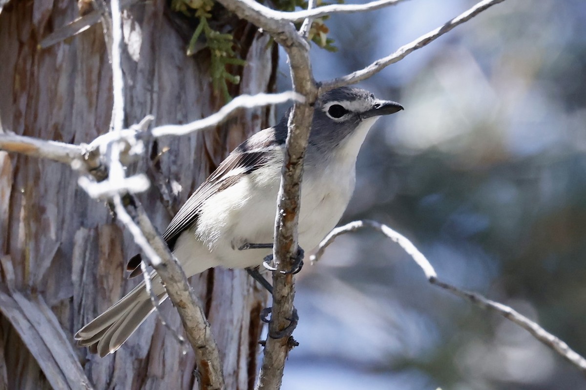 eBird Checklist - 8 May 2025 - Jack's Spring - 14 species
