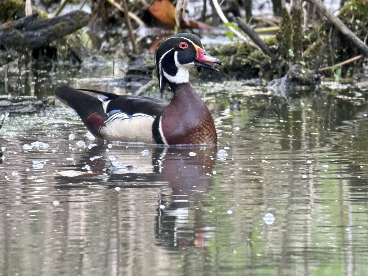 eBird Checklist - 8 May 2025 - Sheldon Marsh State Nature Preserve - 59 ...