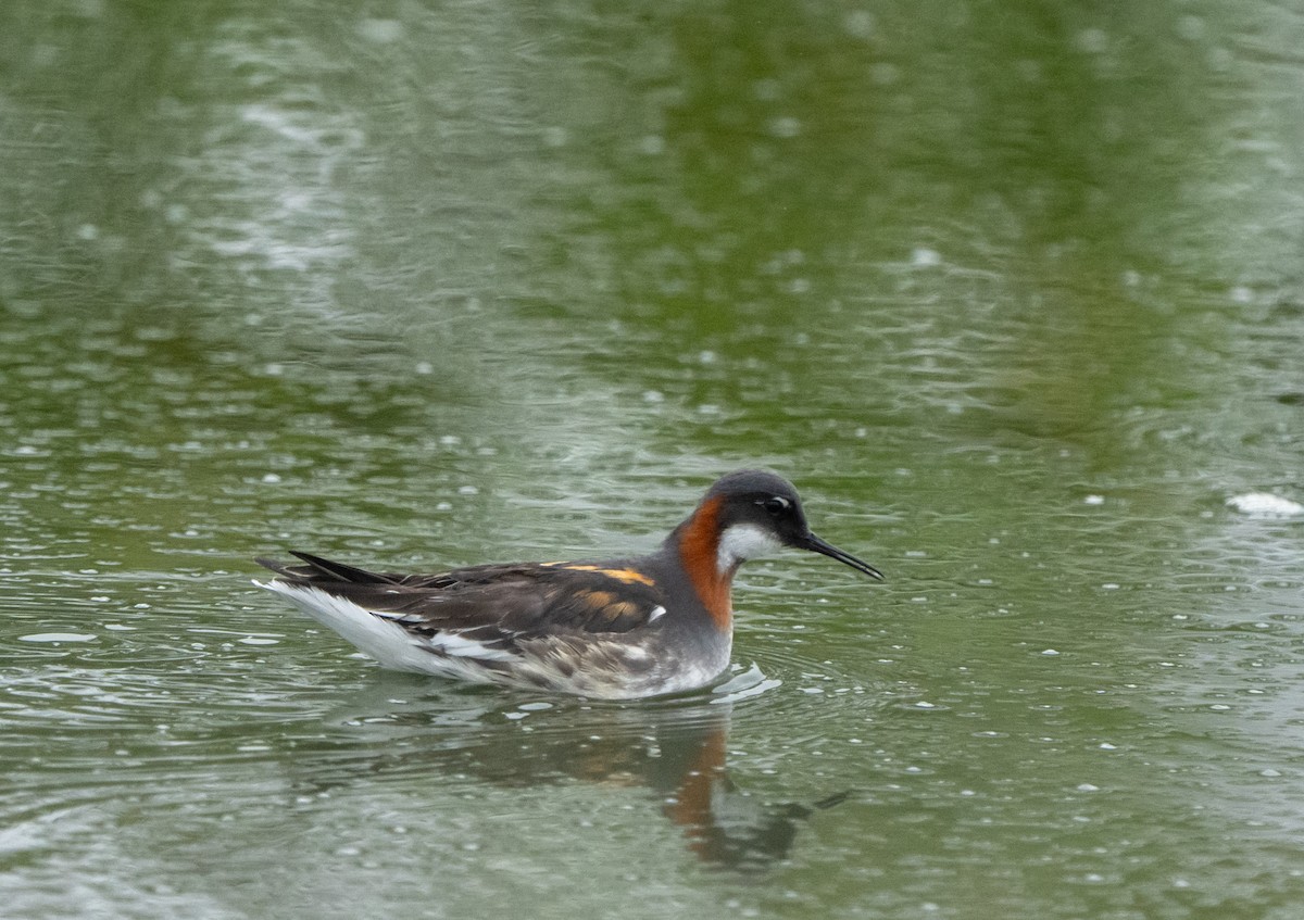 eBird Checklist - 8 May 2025 - Alexandre Dairy - 14 species