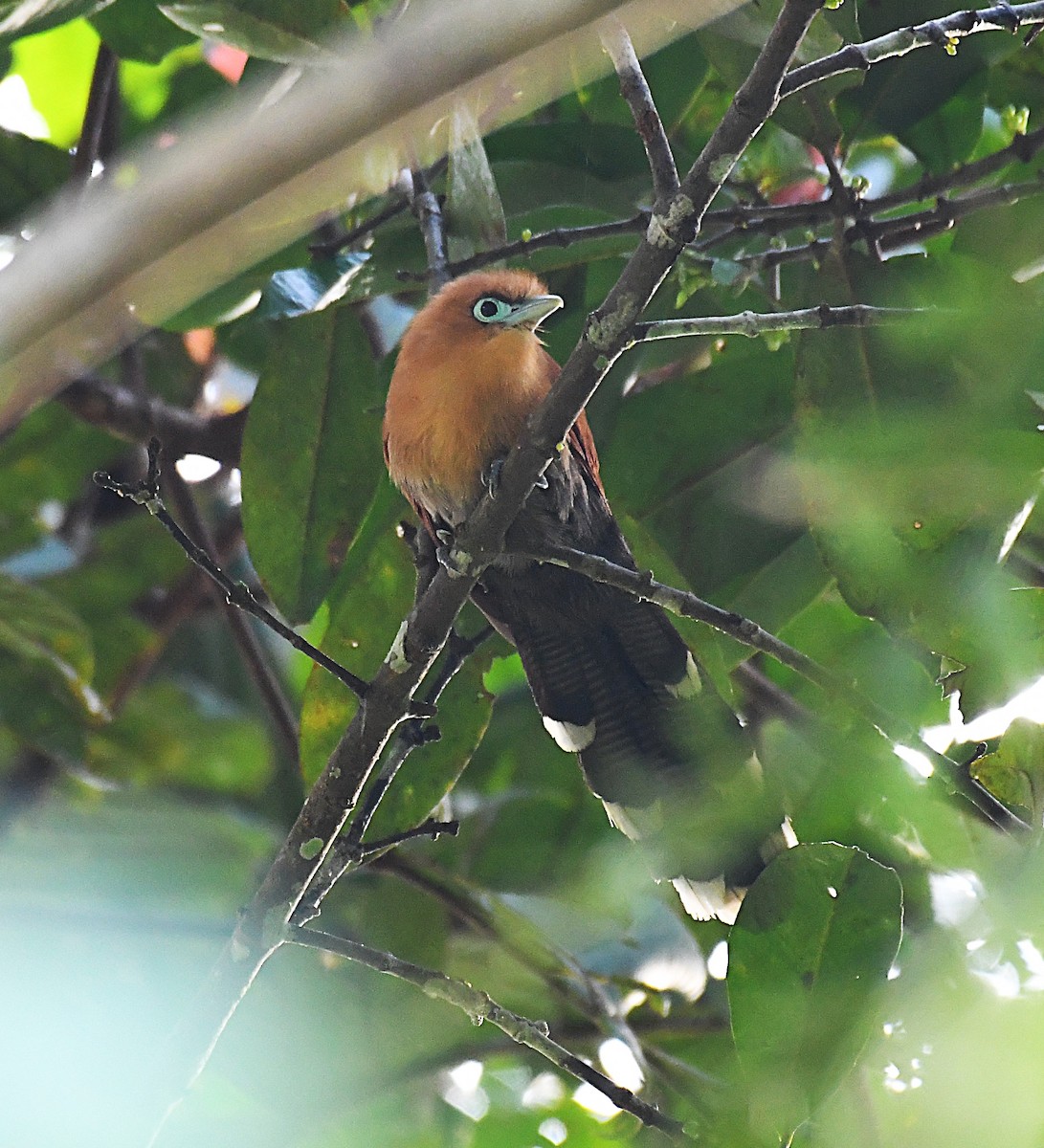 eBird Checklist - 5 May 2025 - Fraser Hill to Gap Road - 57 species