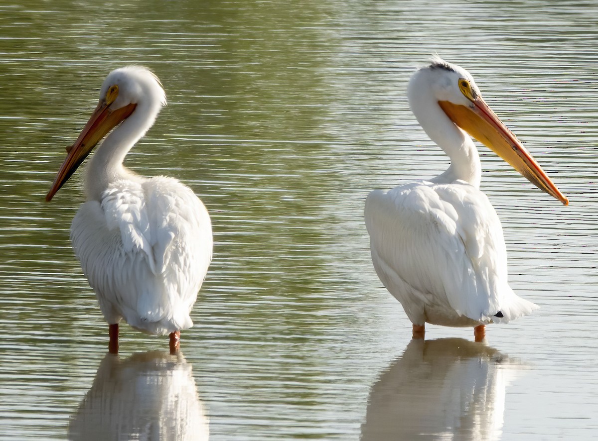 eBird Checklist - 9 May 2025 - Waneka Lake/Greenlee Preserve - 33 species