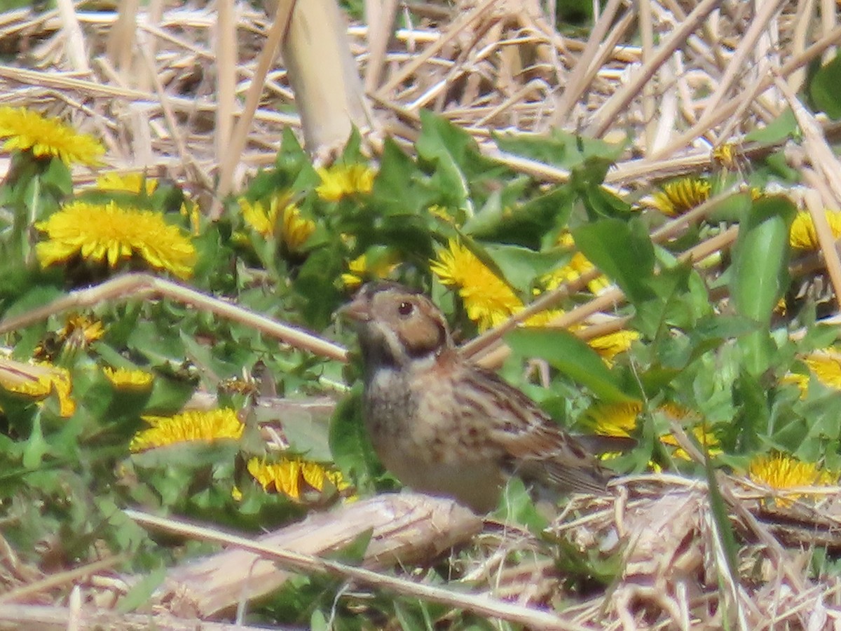 eBird Checklist - 9 May 2025 - KK and H Ag. fields - 12 species