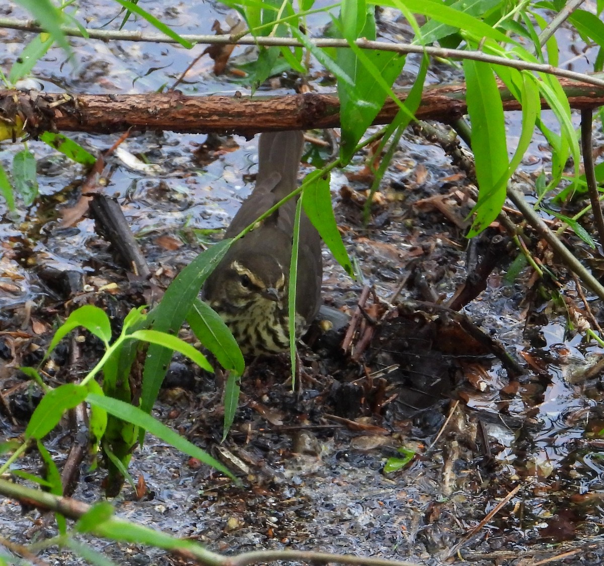 eBird Checklist - 9 May 2025 - Daniels Run Trail West - 24 species