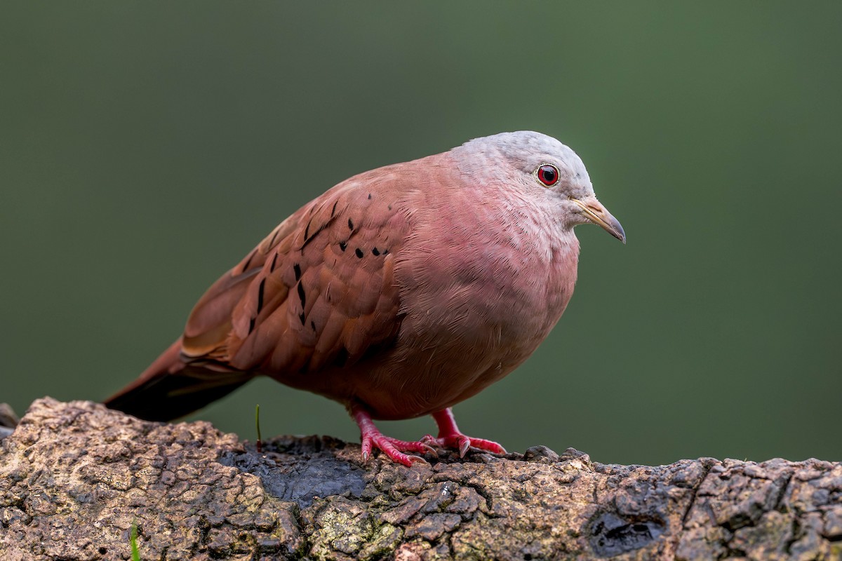 ML635376836 - Ruddy Ground Dove - Macaulay Library