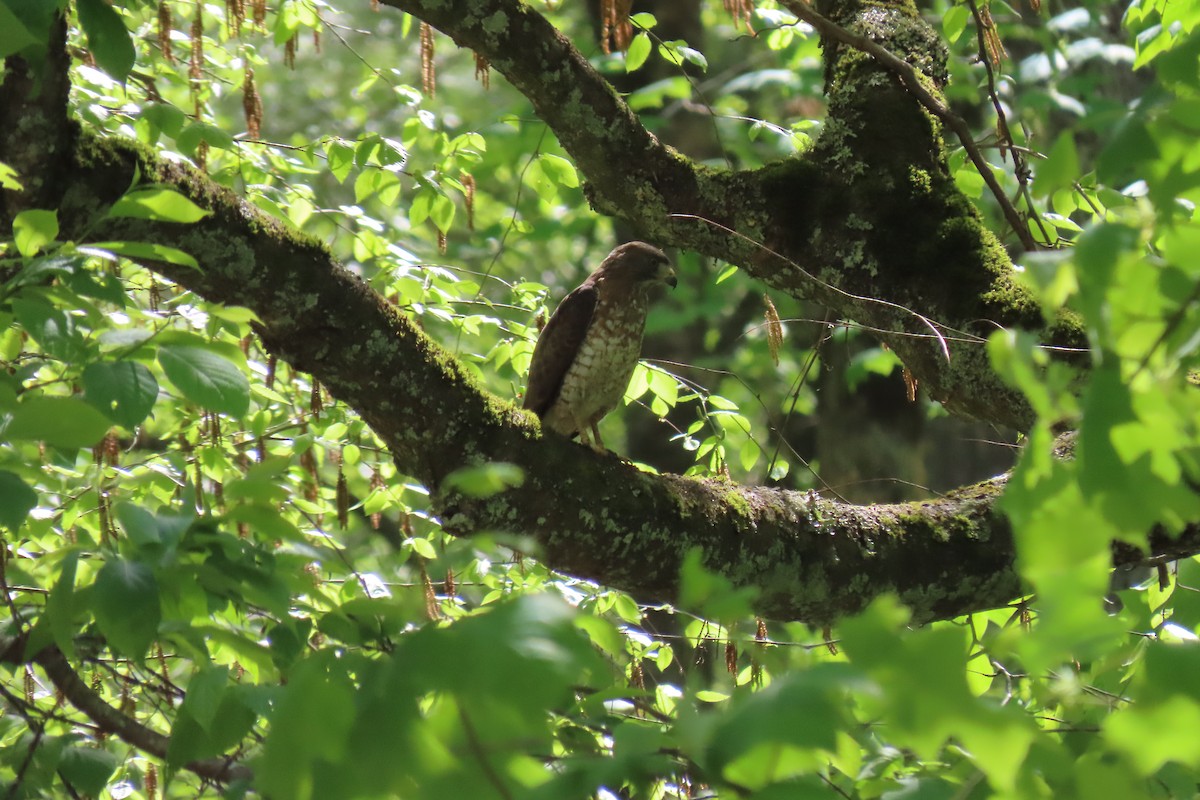 eBird Checklist - 6 May 2025 - Walhalla State Fish Hatchery (respect ...