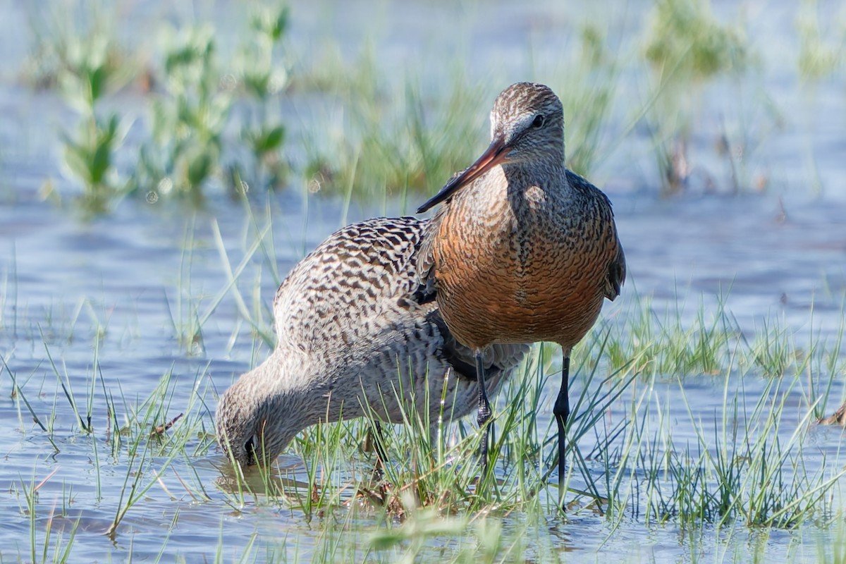 eBird Checklist - 9 May 2025 - Goose Island SP--Big Tree/Lamar Beach rd ...