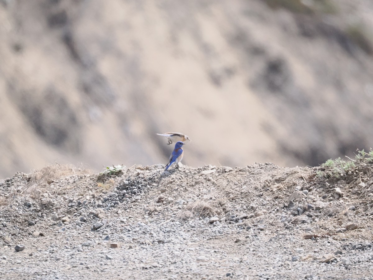 eBird Checklist - 9 May 2025 - Olympic NP--Meadow Loop Trail, Hurricane ...