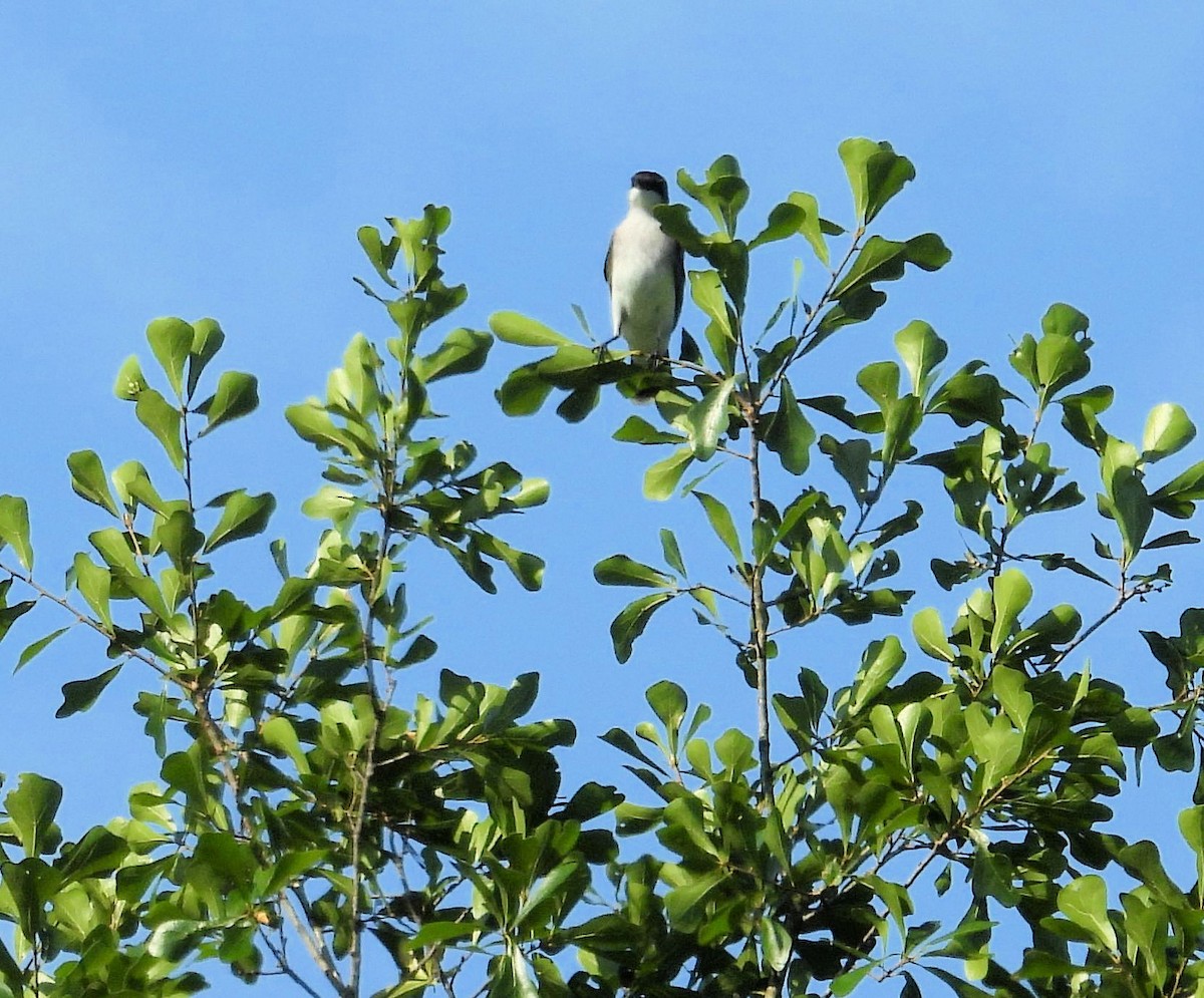 eBird Checklist - 8 May 2025 - Morris Frank Park - 60 species