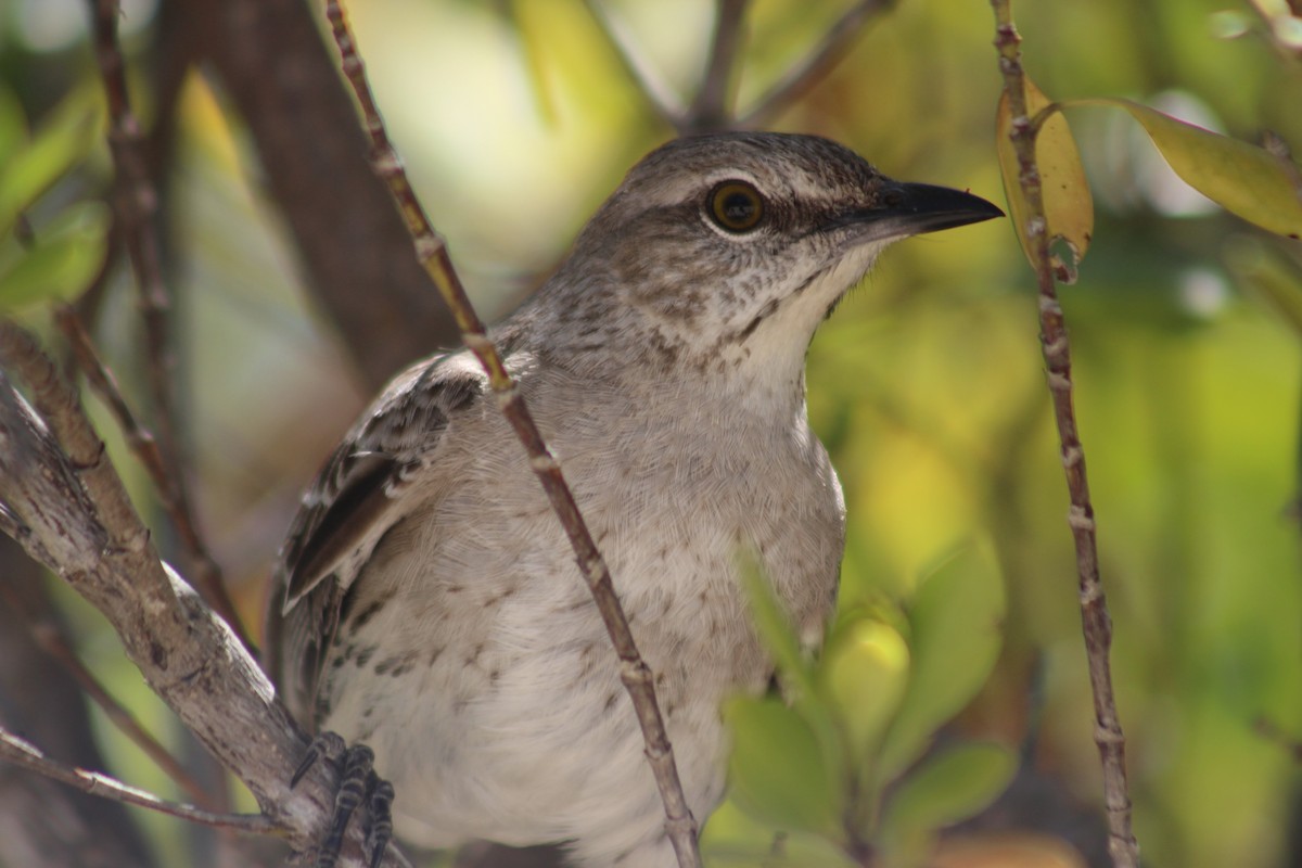 eBird Checklist - 23 Apr 2025 - Eleuthera Point and Lighthouse Beach - 7 species
