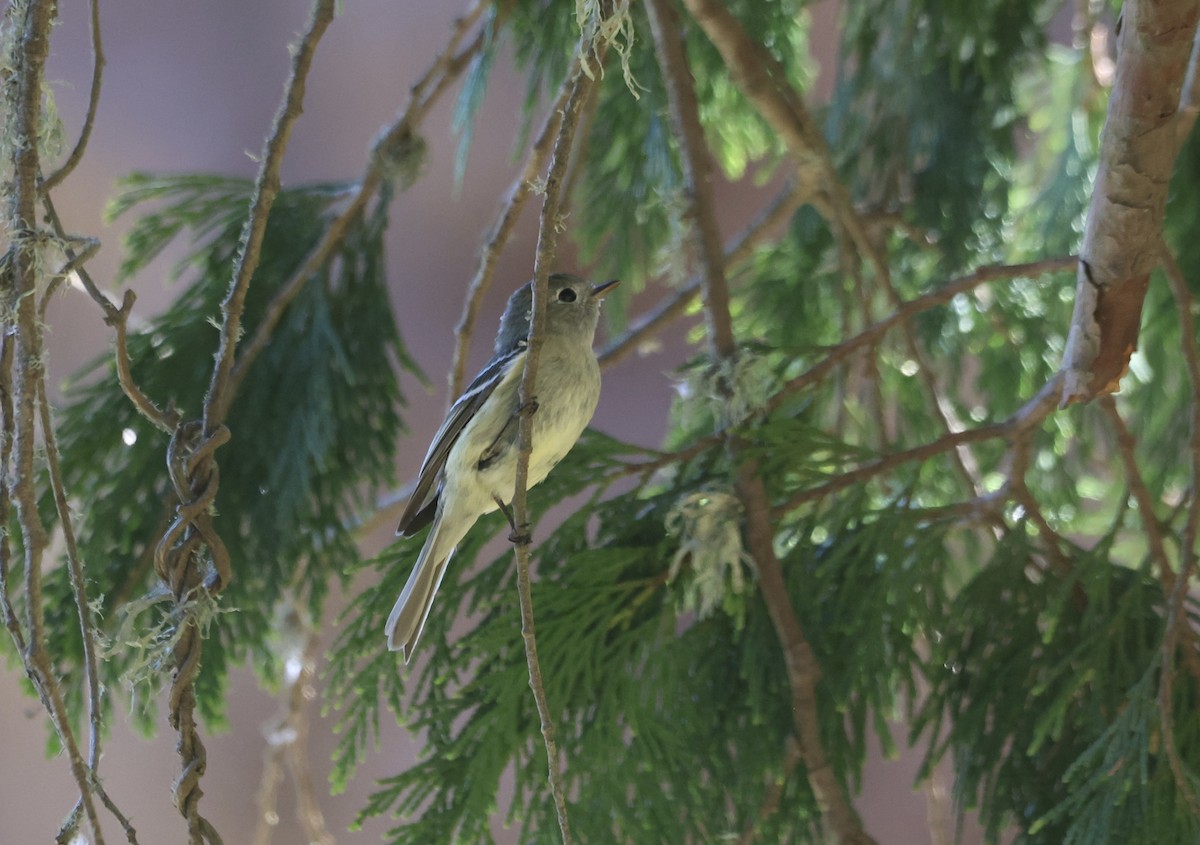 eBird Checklist - 9 May 2025 - Corona Heights Park - 16 species