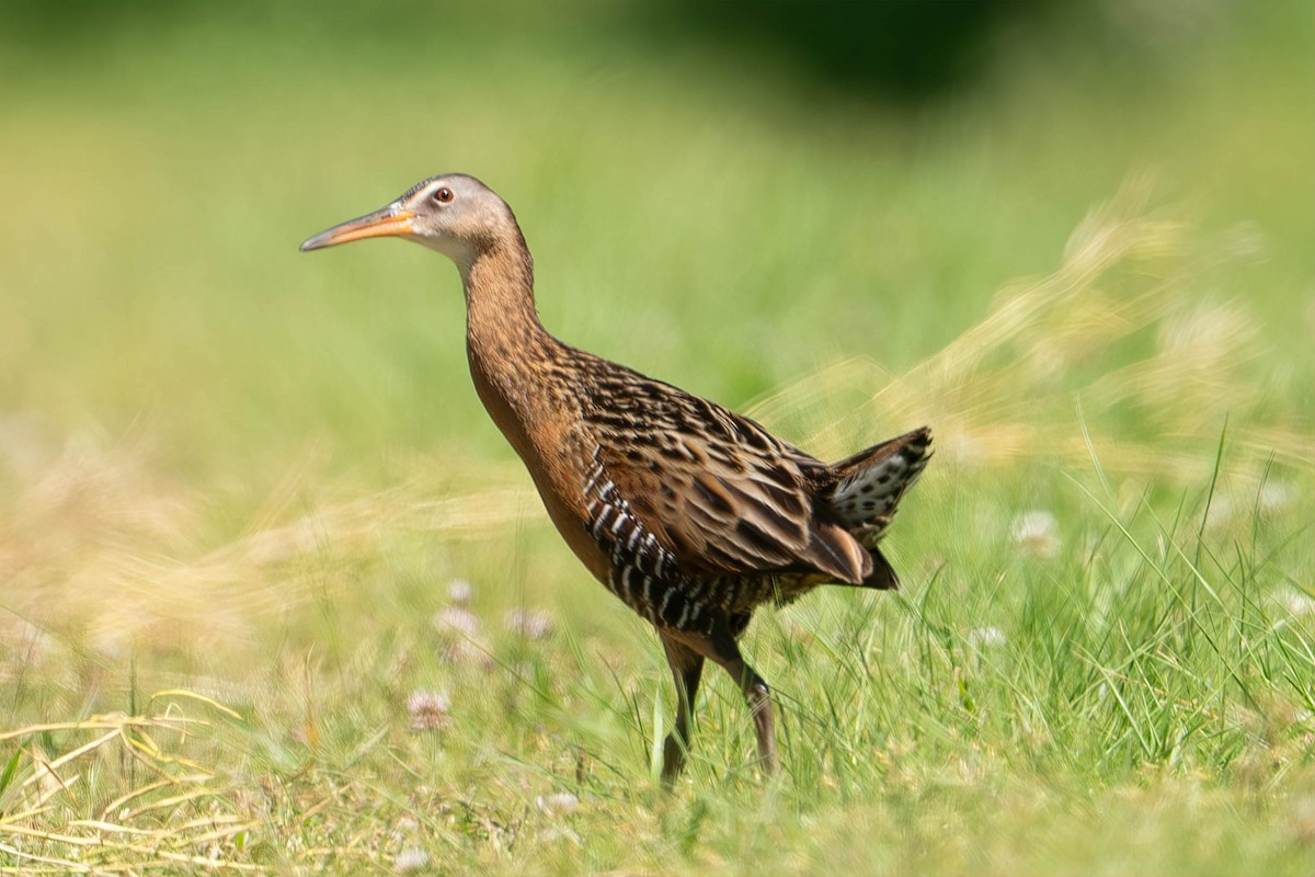 eBird Checklist - 9 May 2025 - Green Bottom WMA--Boardwalk - 17 species