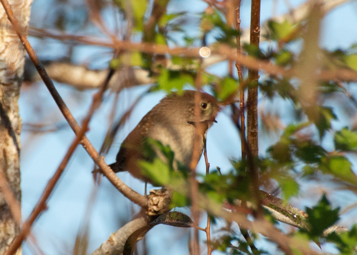 eBird Checklist - 30 Oct 2018 - Fakahatchee Strand PSP--near Park ...