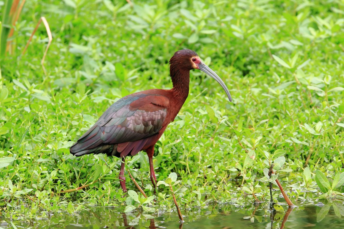 eBird Checklist - 15 Apr 2025 - Jocelyn Nungaray NWR - 28 species