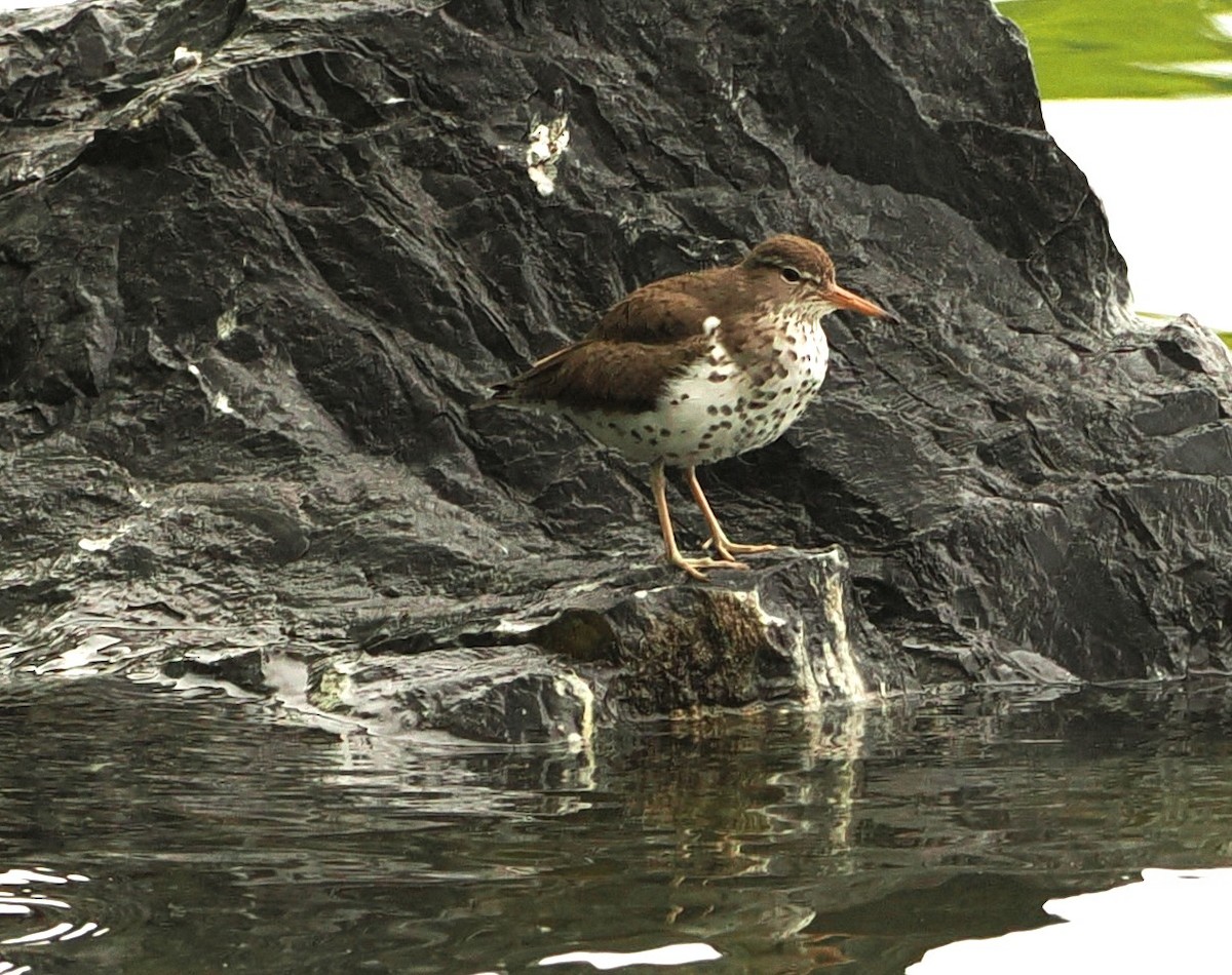 eBird Checklist - 9 May 2025 - Blue Marsh Lake SRA--Dry Brooks Day Use ...