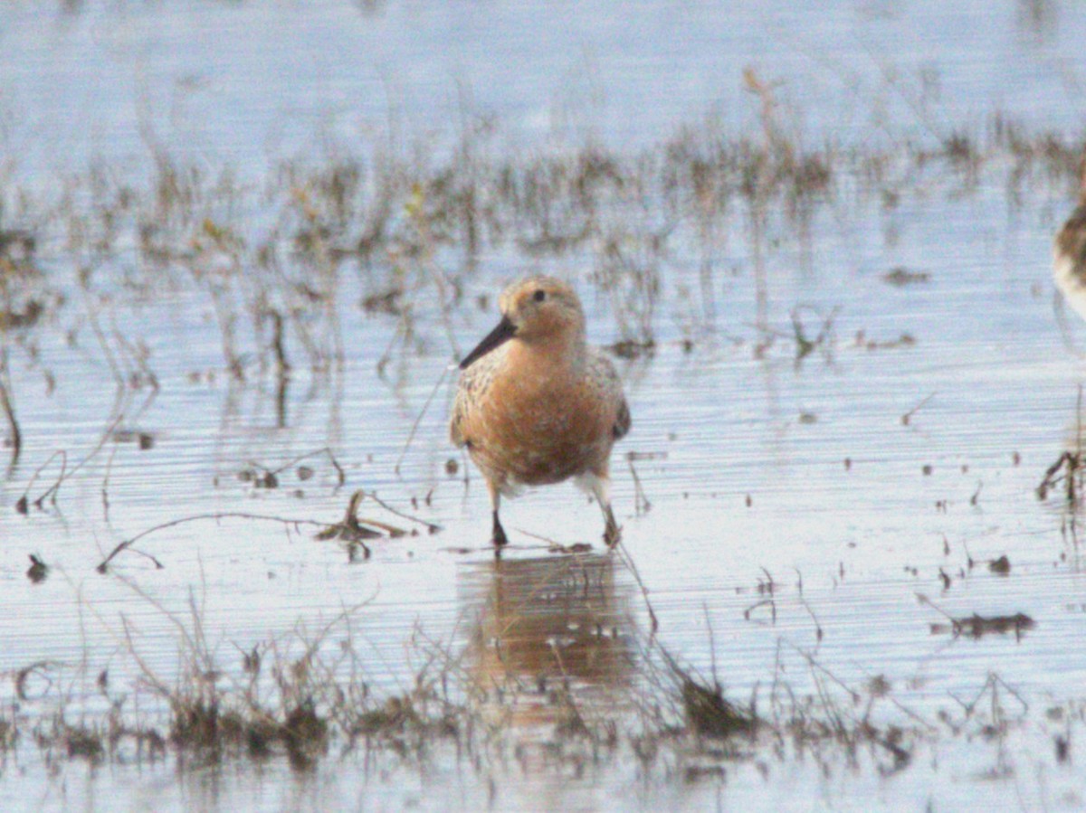 eBird Checklist - 9 May 2025 - Blacks Creek Bird Reserve - 17 species