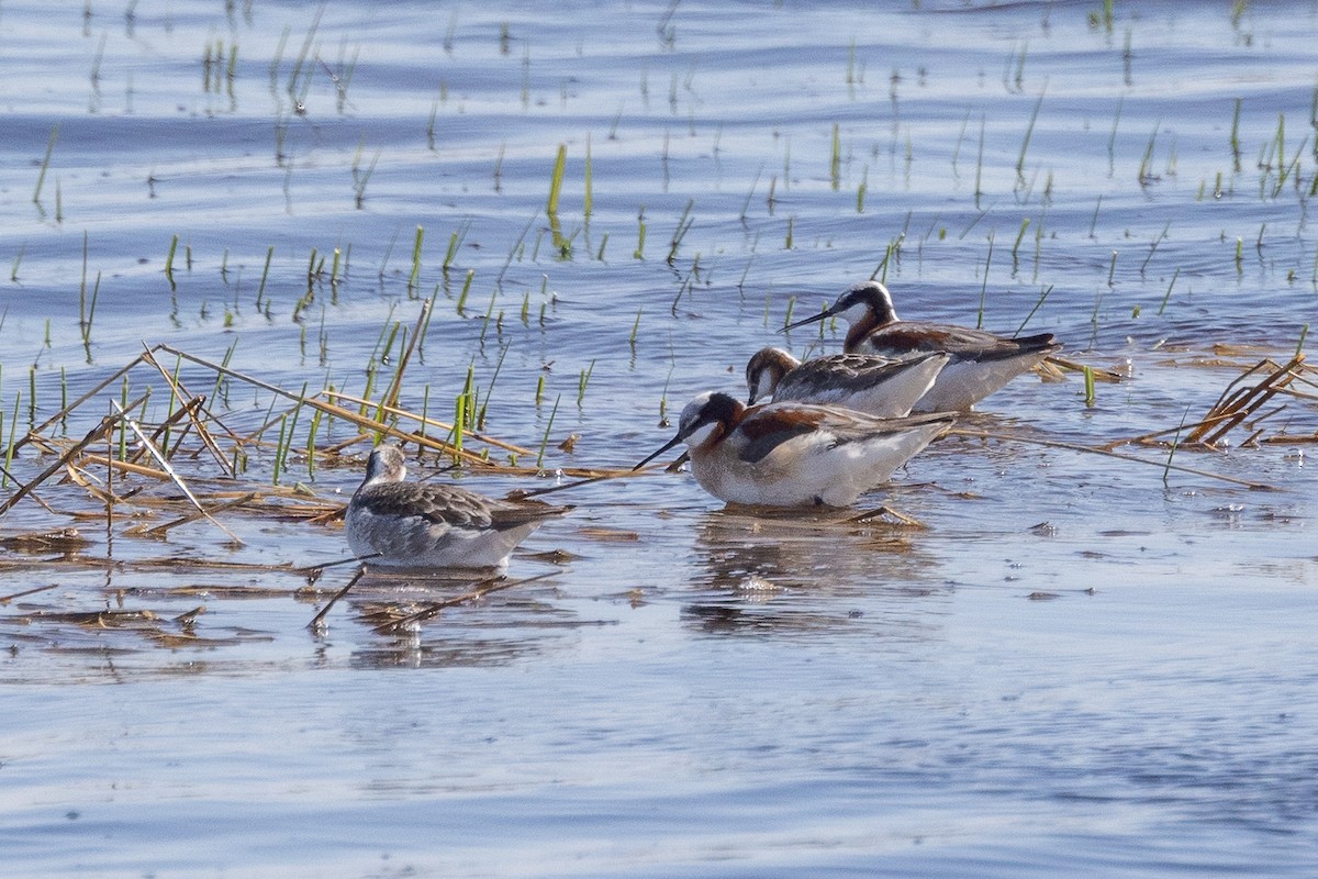 eBird Checklist - 9 May 2025 - Lizard Lake - 26 species