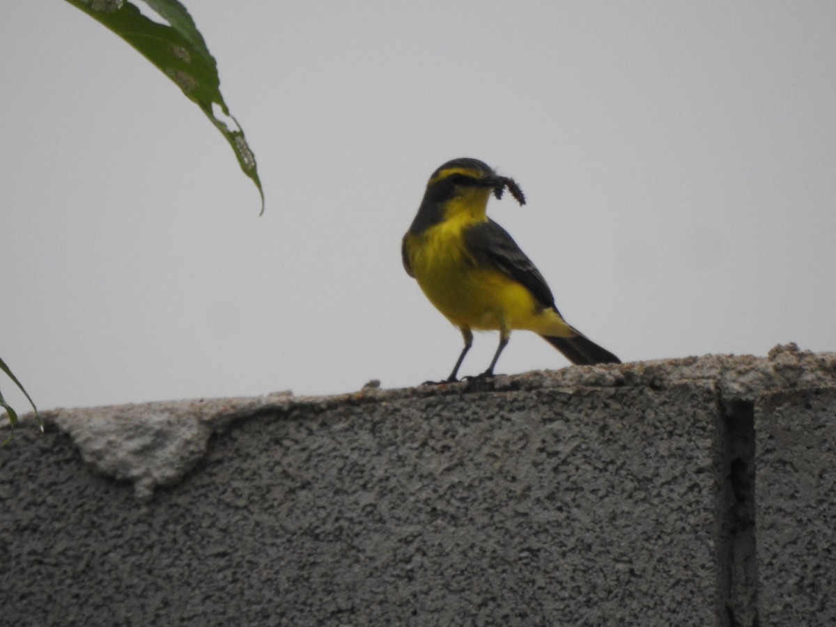 eBird Checklist - 10 May 2025 - Peruíbe--zona rural - 20 species
