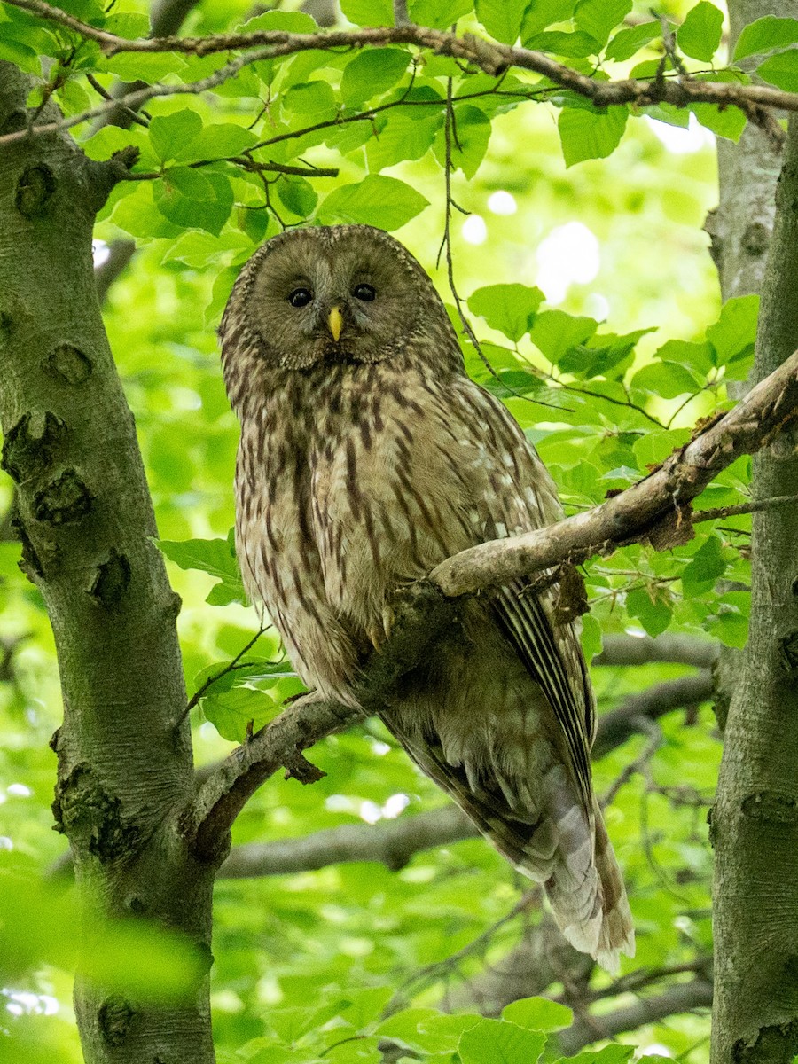 ML635427937 - Ural Owl - Macaulay Library