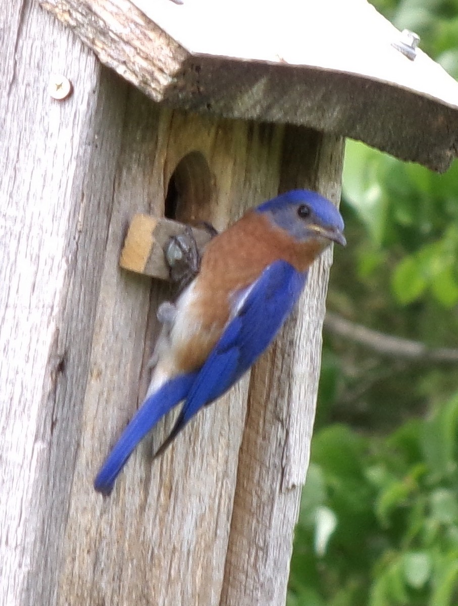 eBird Checklist - 10 May 2025 - Frank Lyne's Farm (Private) stakeout ...