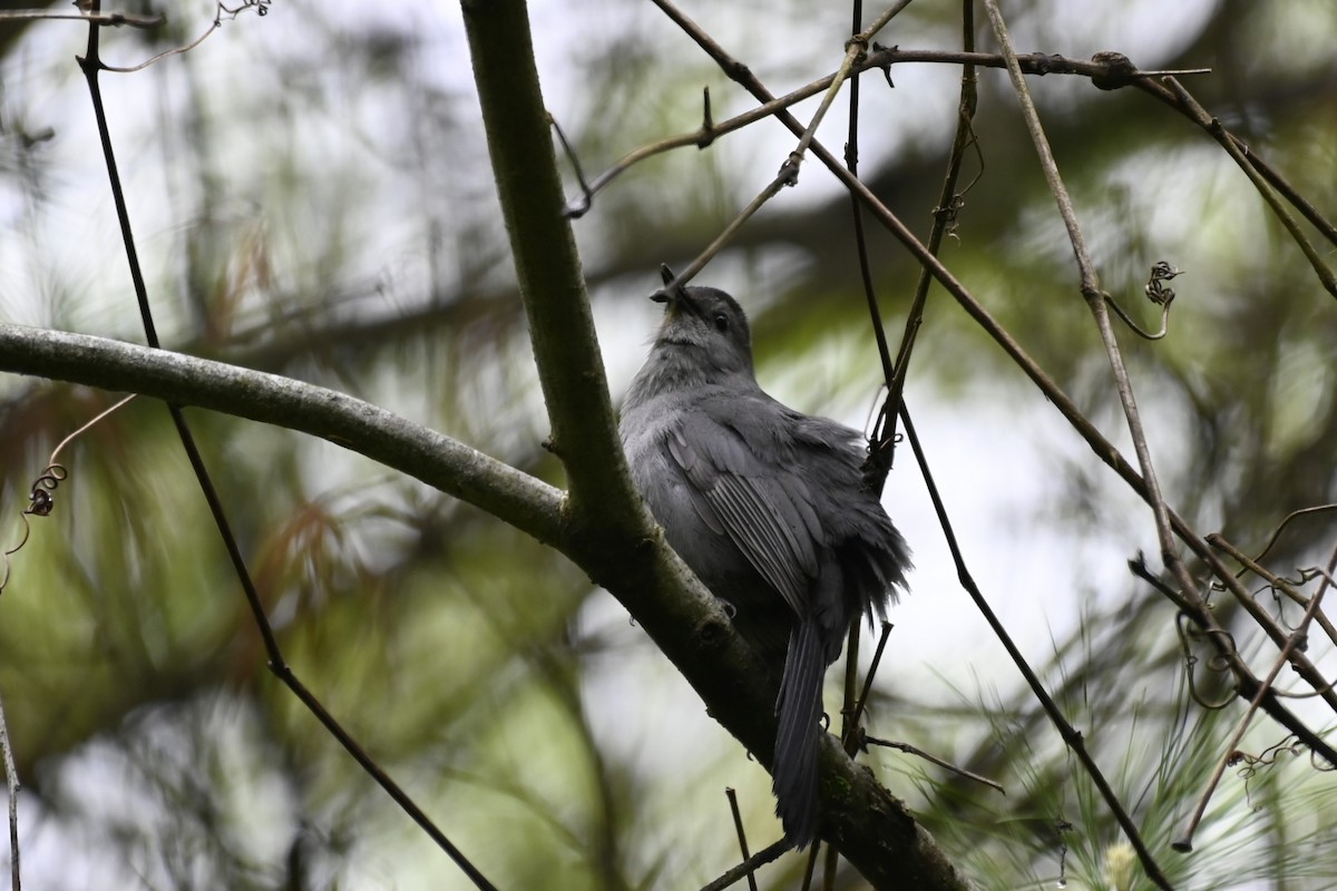 eBird Checklist - 10 May 2025 - Rail Trail Shaker to 57 - 29 species