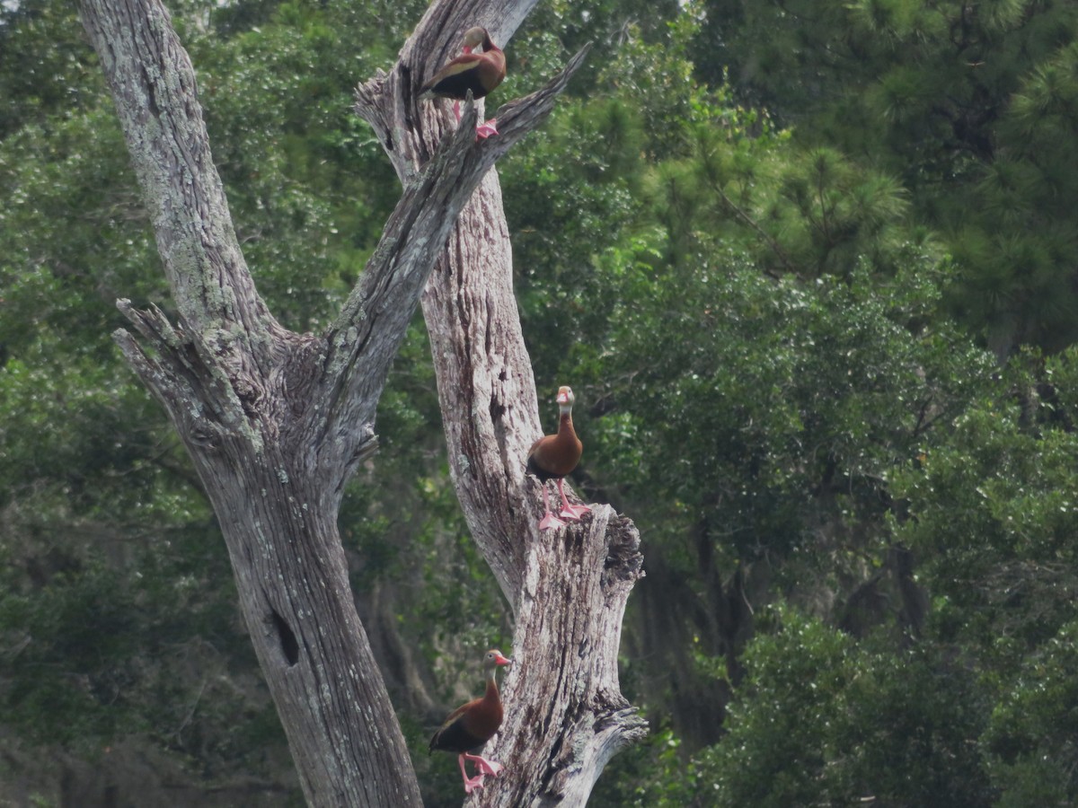 eBird Checklist - 10 May 2025 - Bystre Lake - 28 species