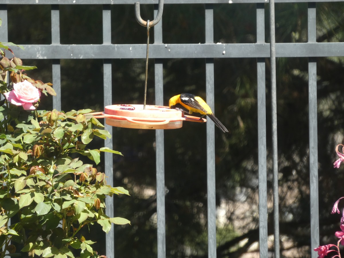 eBird Checklist - 10 May 2025 - Bird Haven - 8 species