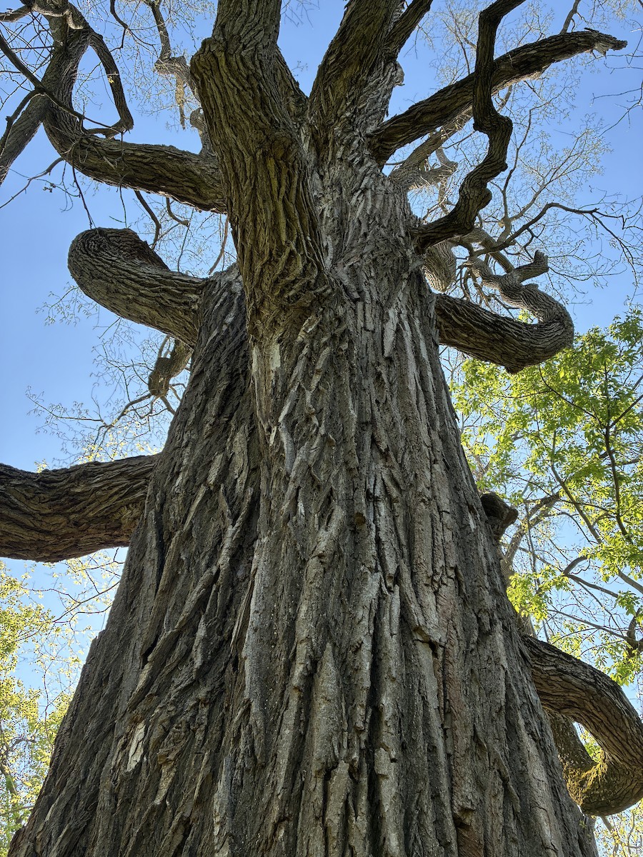 Black River Reservation--Bridgeway Trail - Lorain, Ohio, US - Birding ...