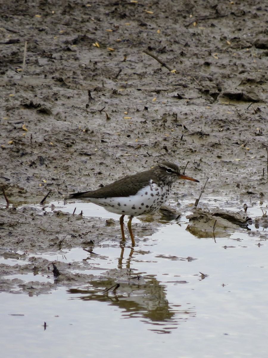 eBird Checklist - 10 May 2025 - Bald Knob NWR - 29 species