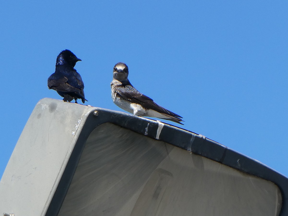 eBird Checklist - 10 May 2025 - Sutterville Rd. Purple Martin Colony ...