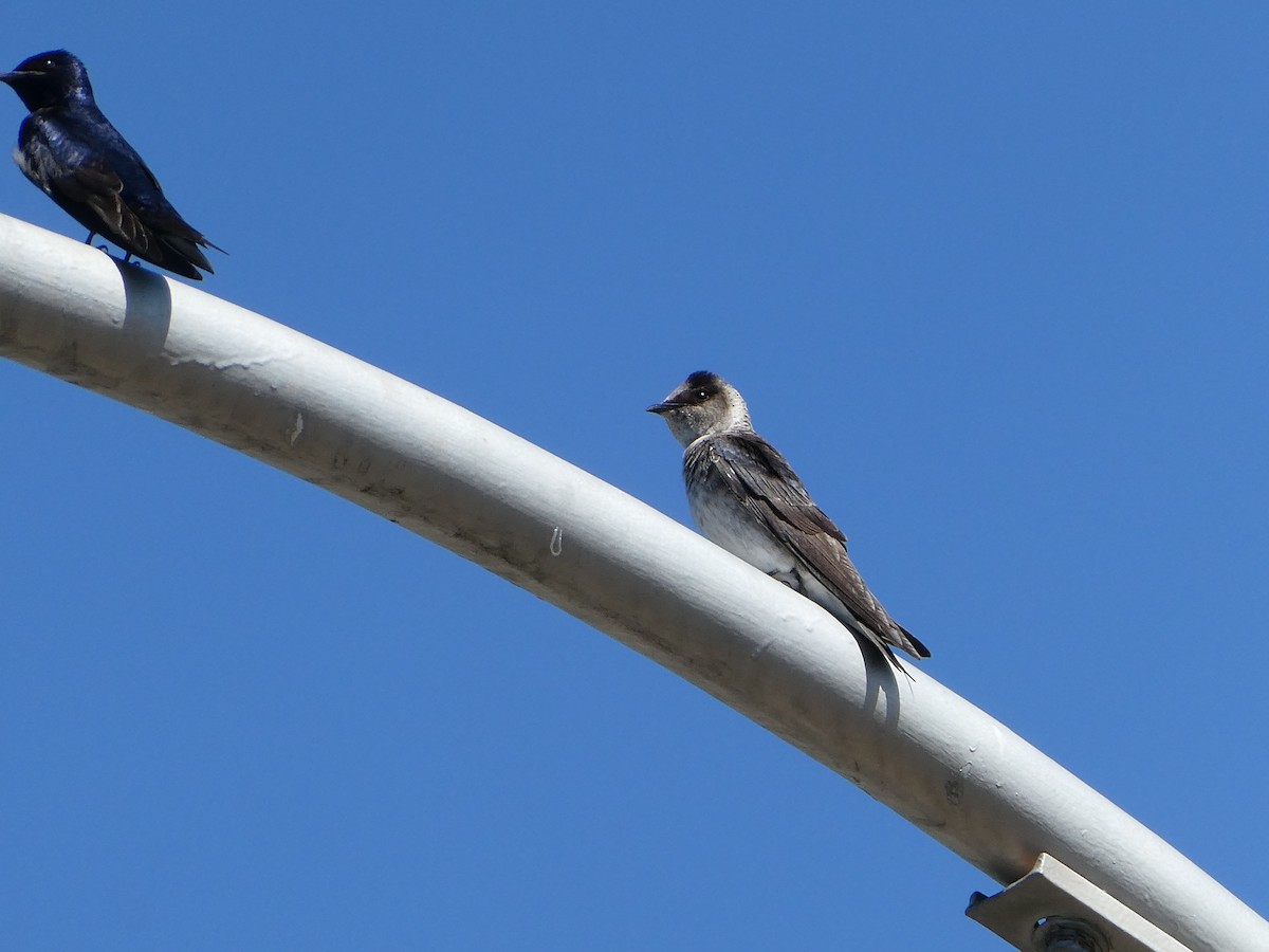 eBird Checklist - 10 May 2025 - 34/35th St. Purple Martin colony - 7 ...