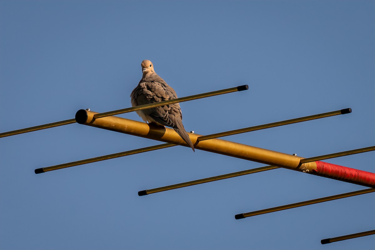 eBird Checklist - 10 May 2025 - Rushton Farm - 53 species