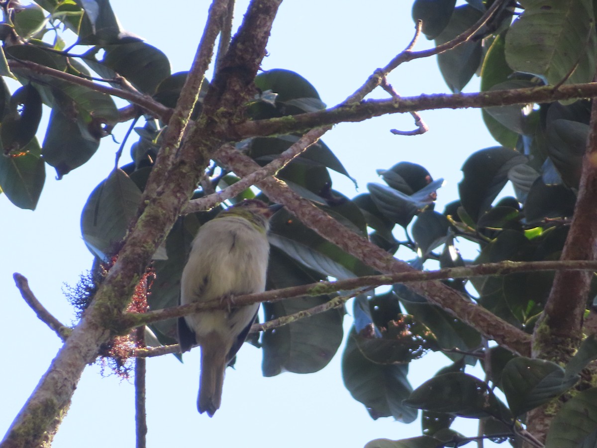 eBird Checklist - 18 Apr 2025 - PNN Tatamá--Cerro Montezuma-Los Chorros ...