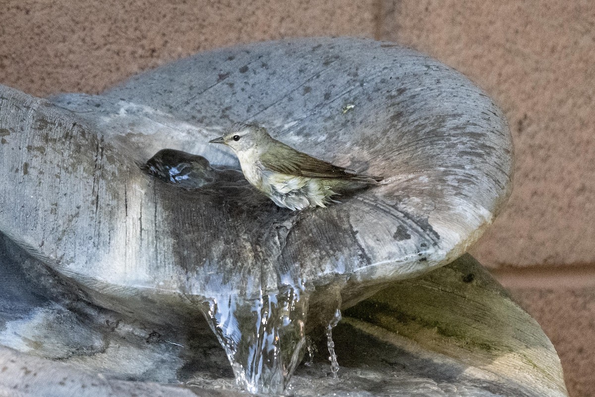 ML635450623 - Tennessee Warbler - Macaulay Library