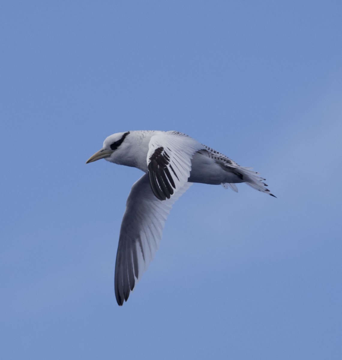 eBird Checklist - 10 May 2025 - Palm Beach Pelagics 5/10/25 - Leg 3 - 3 ...