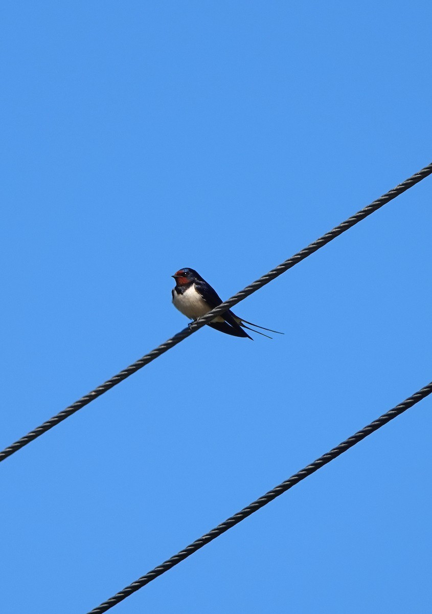 eBird Checklist - 10 May 2025 - Worth Marshes - 58 species