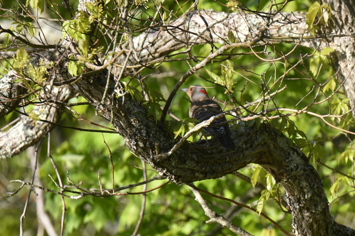 Pennsylvania Bird Atlas Checklist - 10 May 2025 - Scotia Barrens (IBA ...