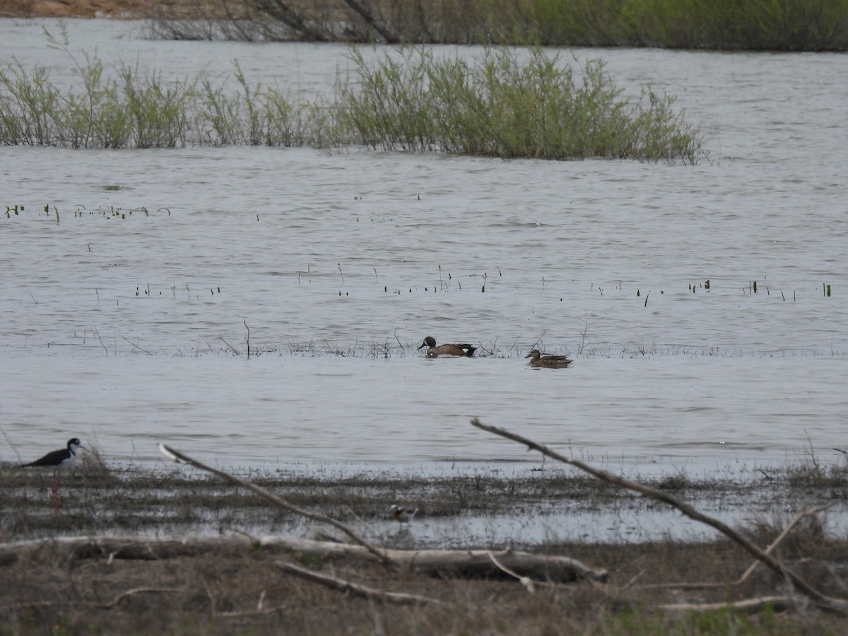 eBird Checklist - 10 May 2025 - Blacks Creek Bird Reserve - 31 species