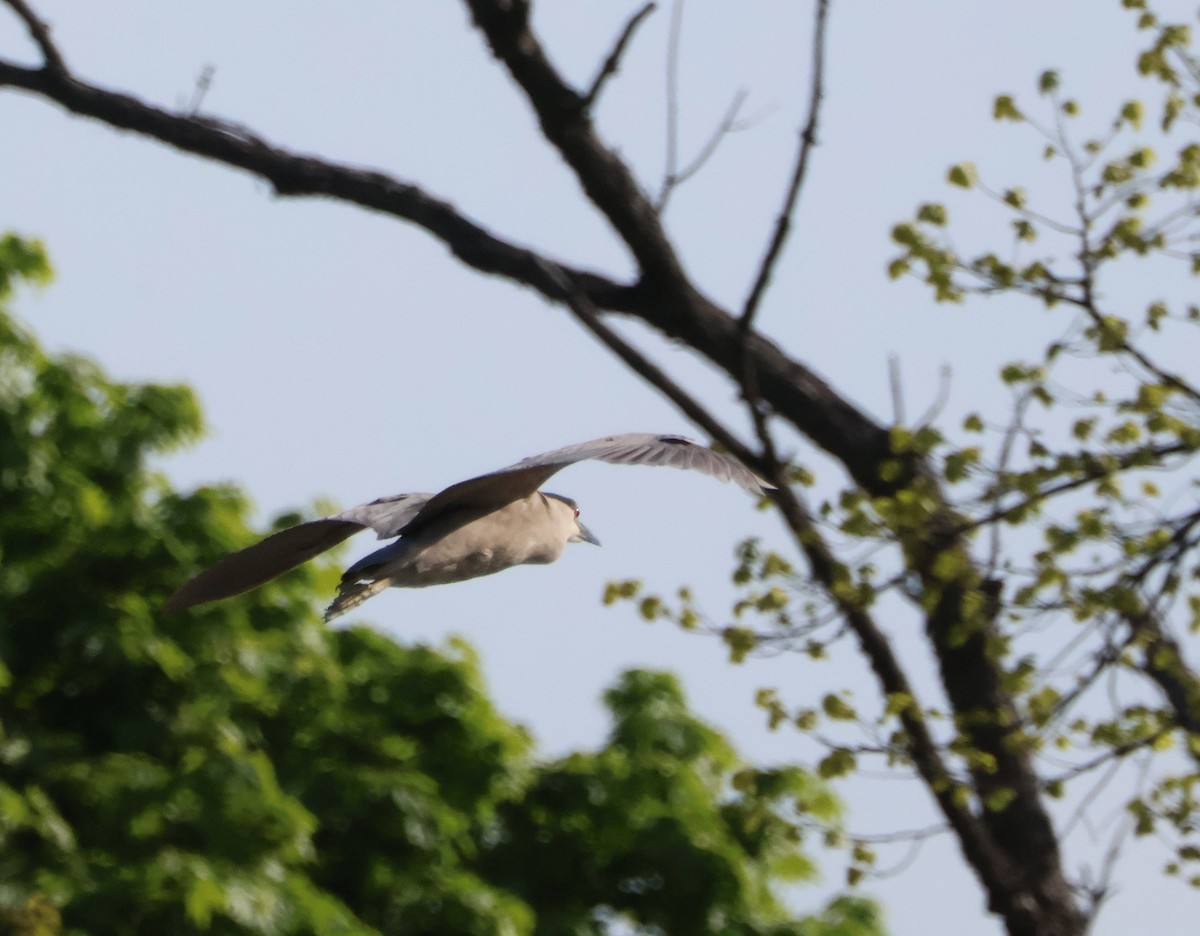 eBird Checklist - 10 May 2025 - North Park Village Nature Center ...