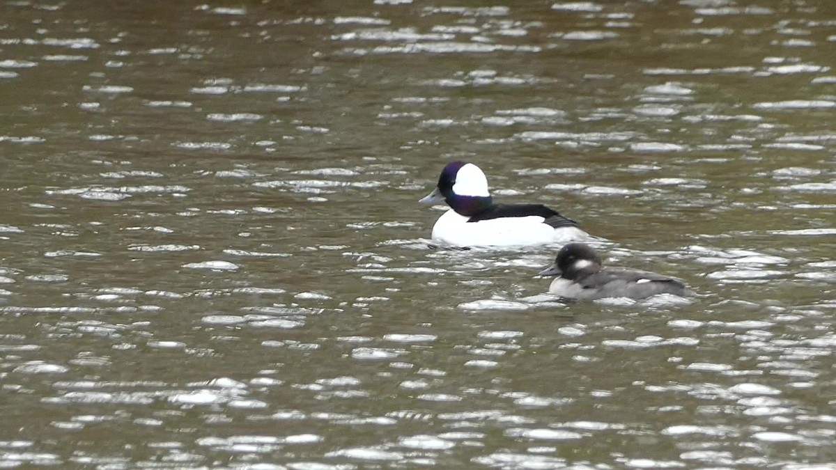 eBird Checklist - 10 May 2025 - Grey Rocks Conservation Area, Hebron ...