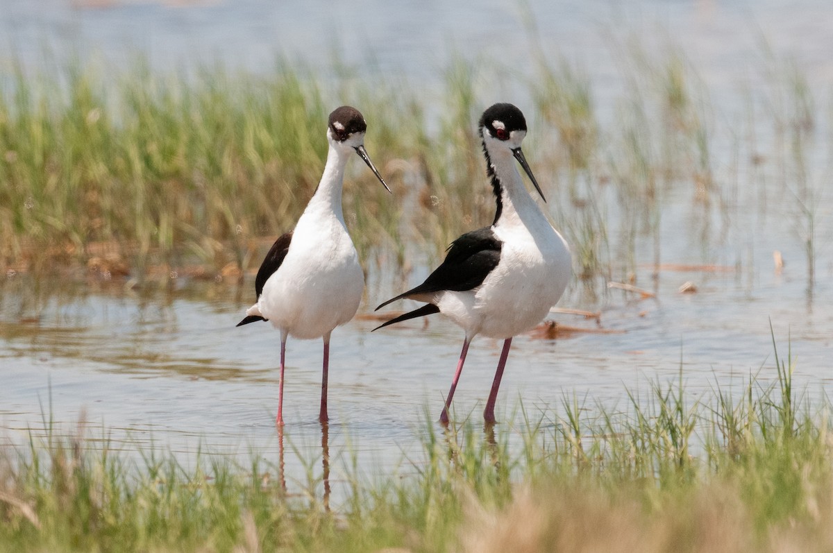 eBird Checklist - 10 May 2025 - Quivira NWR (Stafford Co.) - 58 species ...
