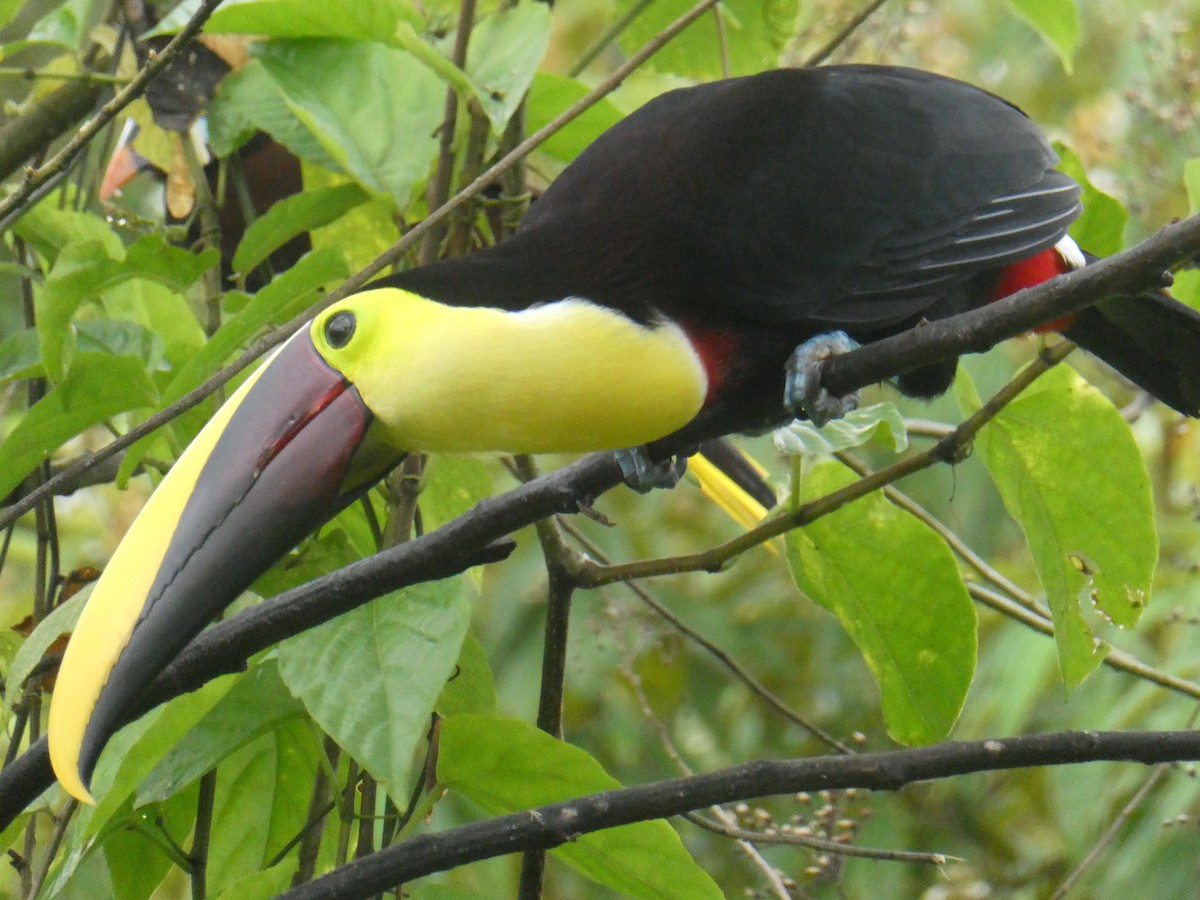 eBird Checklist - 10 May 2025 - Birds and Breakfast - 46 species (+1 ...