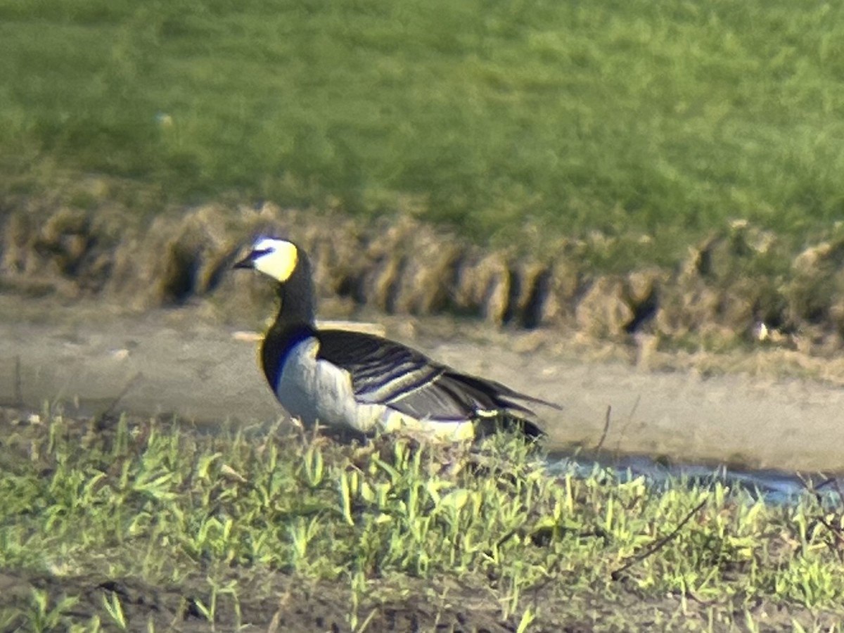 eBird Checklist - 10 May 2025 - Macatawa Legends Golf Course Loop - 4 ...