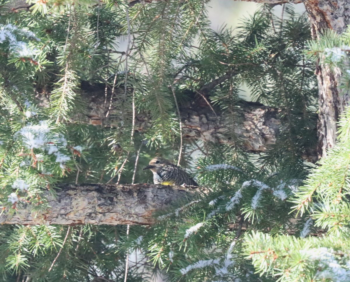 eBird Checklist - 2 May 2025 - Tim and Cami’s Home, Conifer - 10 species