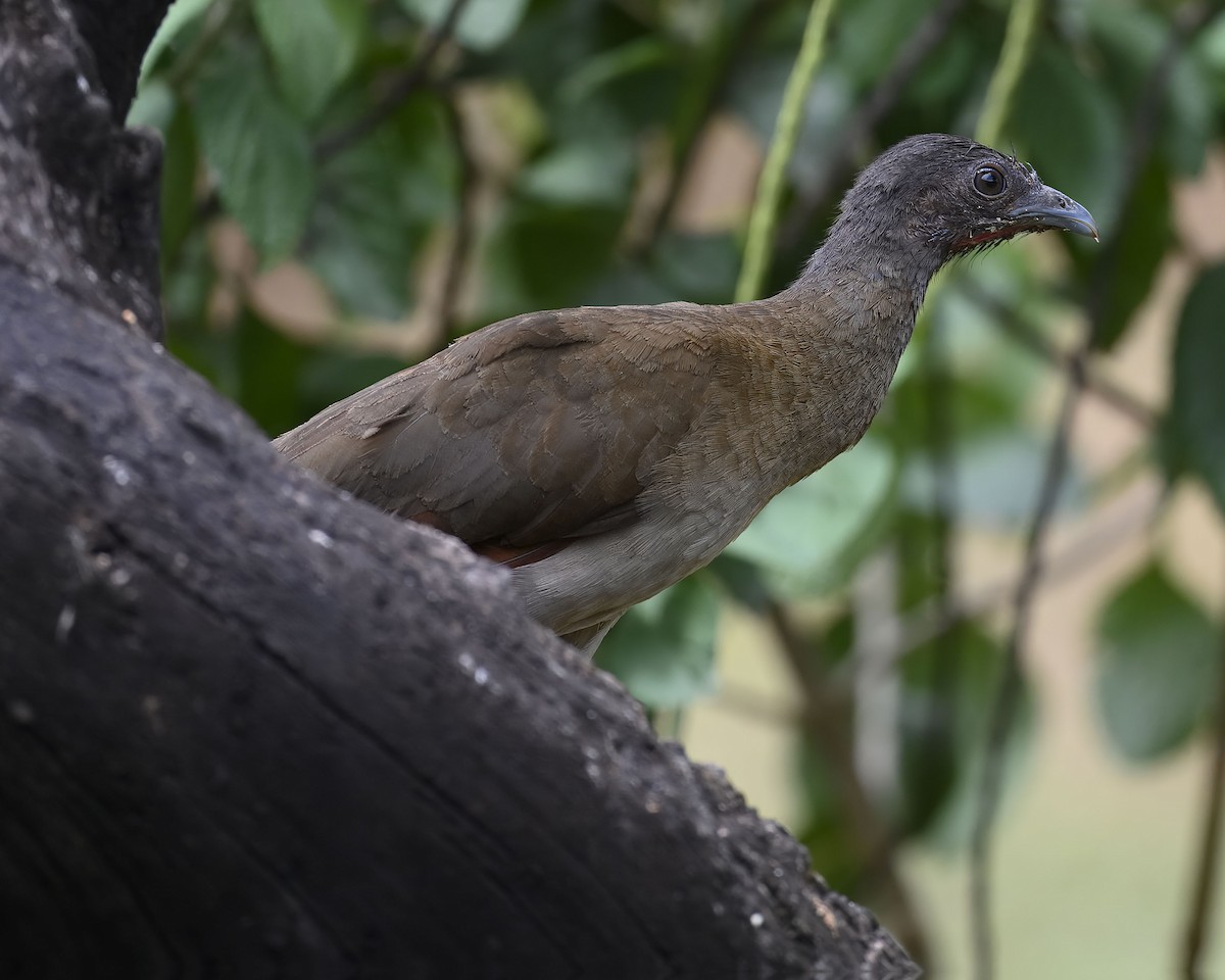 eBird Checklist - 17 Apr 2025 - Restaurante Fogón Caño Negro - 9 species