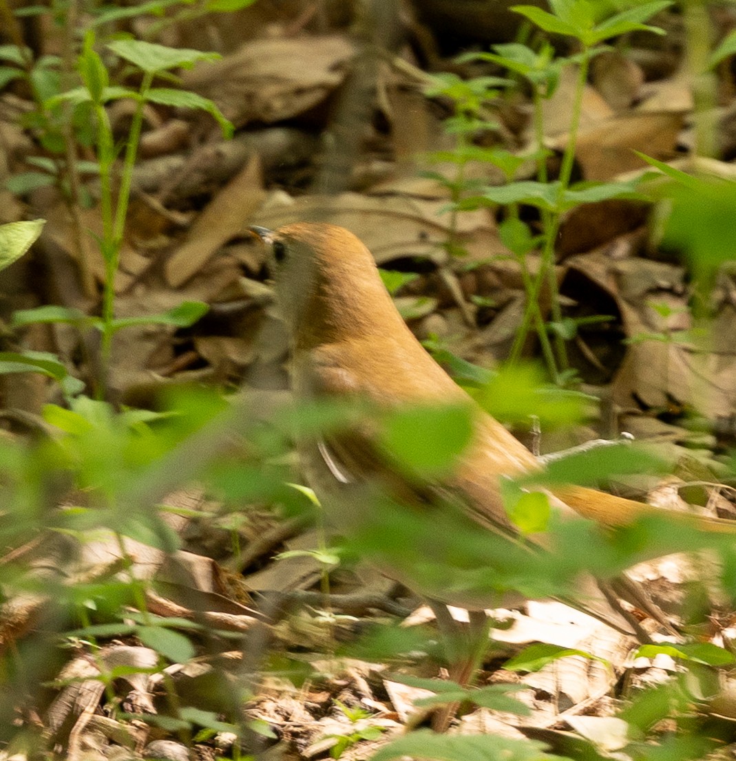eBird Checklist - 10 May 2025 - Devil's Prop Nature Preserve - 27 species