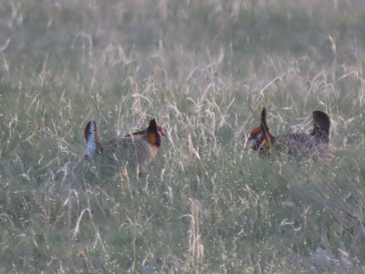 eBird Checklist - 10 May 2025 - Colorado: Washington County Road P ...