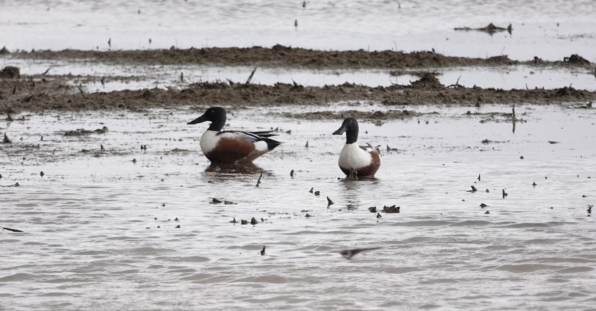eBird Checklist - 8 May 2025 - Bosque del Apache NWR--Flight Deck ONLY ...