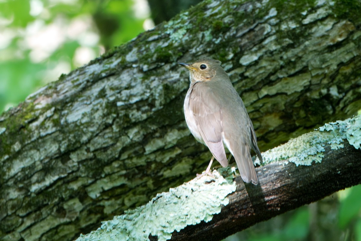 Pennsylvania Bird Atlas Checklist - 10 May 2025 - Bear Swamp Park - 33 ...