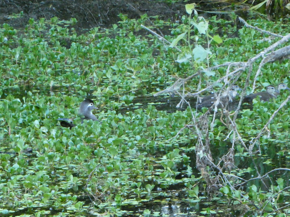 eBird Checklist - 10 May 2025 - American River Parkway behind condo ...