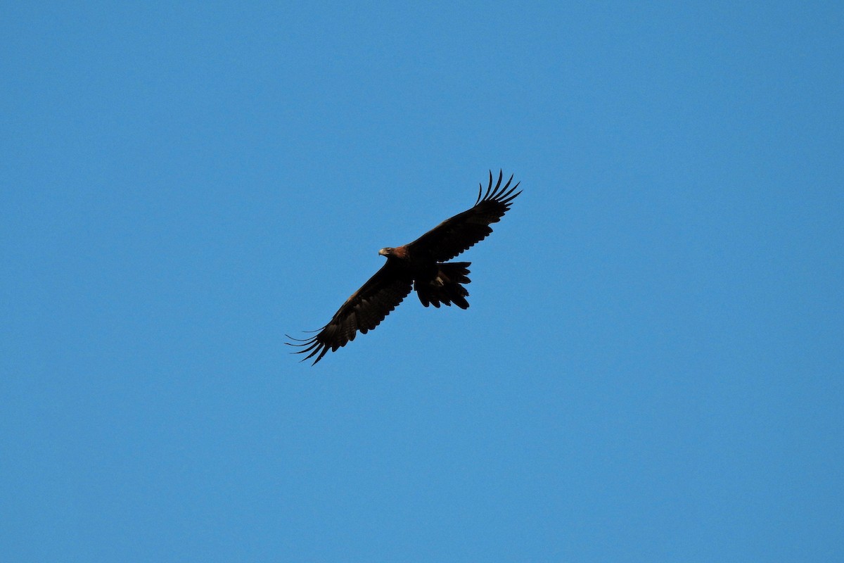 eBird Checklist - 11 May 2025 - Red Hill Road Area and Tingha Common ...